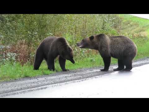 Grizzly-bear fight with some oddly human movements – Later On