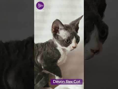 Devon Rex Cat - A Complete Breed Guide | Discover the Unique Charm and Personality πΈπ»