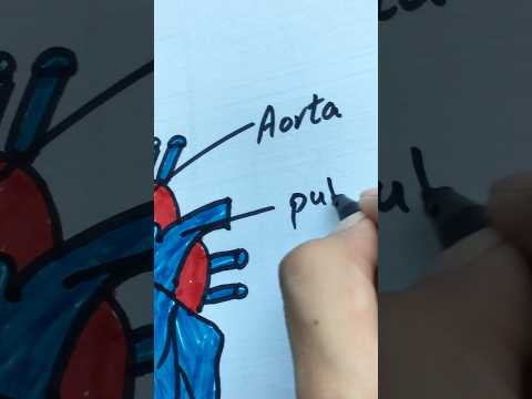 Labeling heart diagram #art #drawing