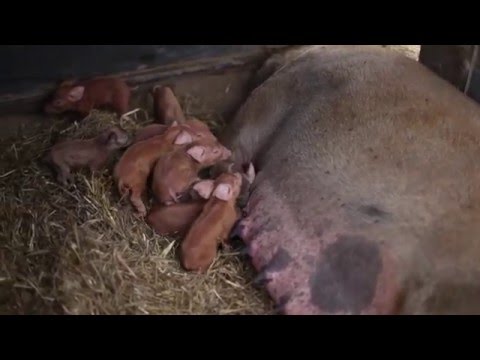 Grisen og smagen: Smågrise