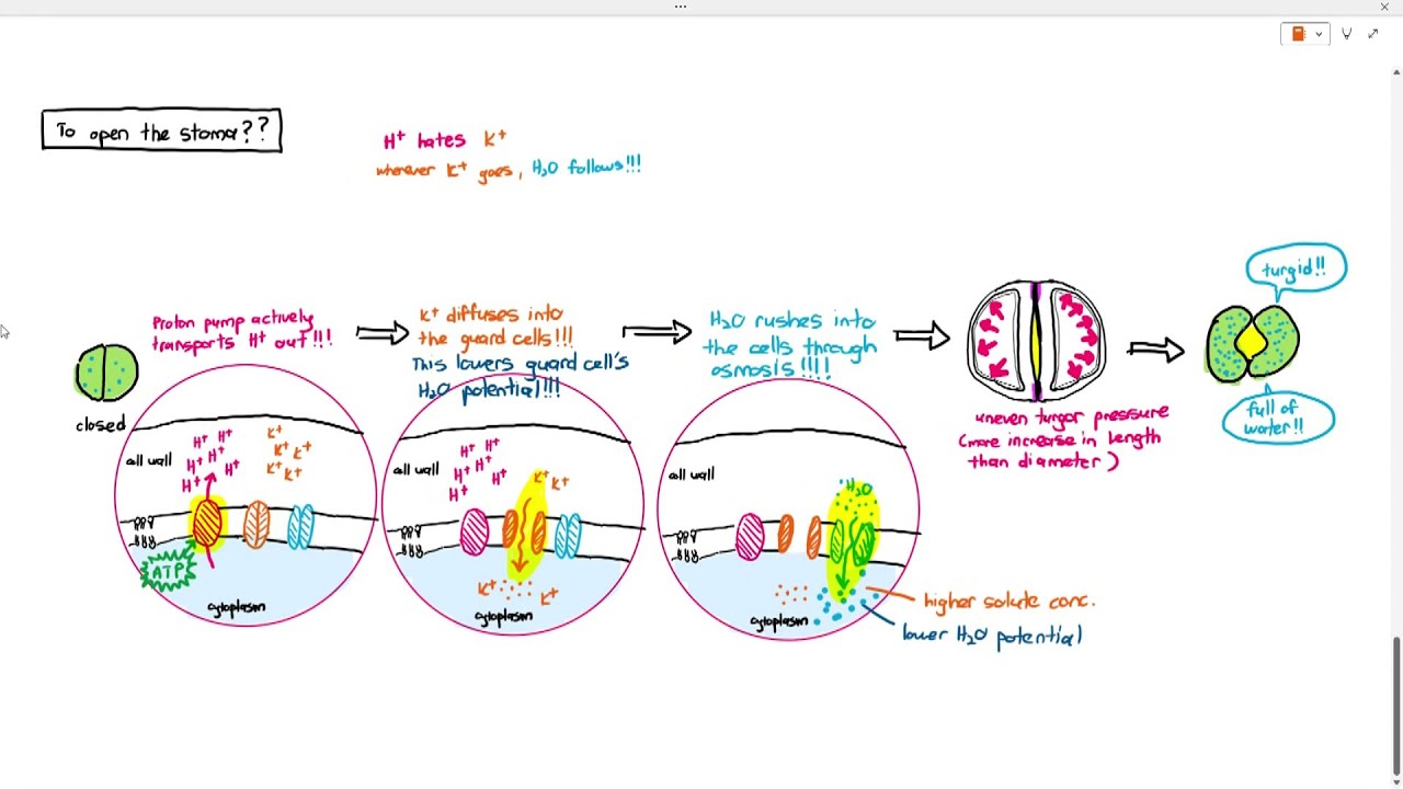 Understanding Stomatal Function: The Role of Guard Cells and Abscisic ...