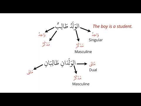 The Grammatical Number - العدد - Singular and Dual form of nouns in Arabic - الواحد والمثنّى