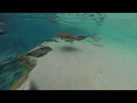 VID 20241206 125003 00 041 discovery cove