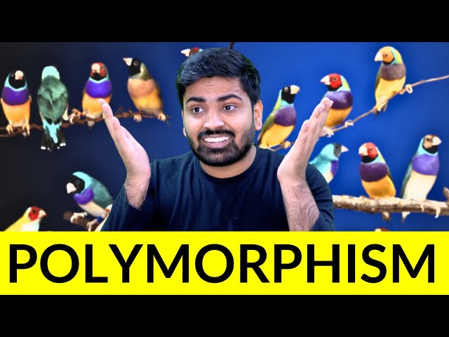 Understanding Java Polymorphism: The Most Misunderstood Concept in ...