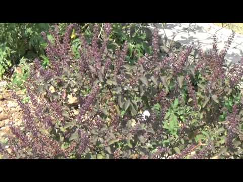 Holy Basil Leaves - Tulsi Leaves Latest Price, Manufacturers & Suppliers