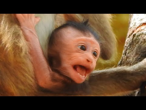 Oh! Mom Monkey Unhappy With Cute Baby Monkey, Nice baby Monkey Clip video