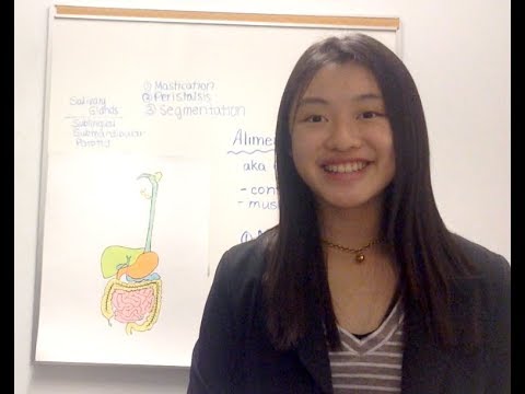 The Alimentary Canal (GI Tract)