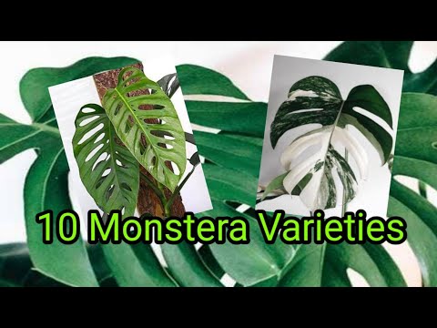 Monstera Varieties