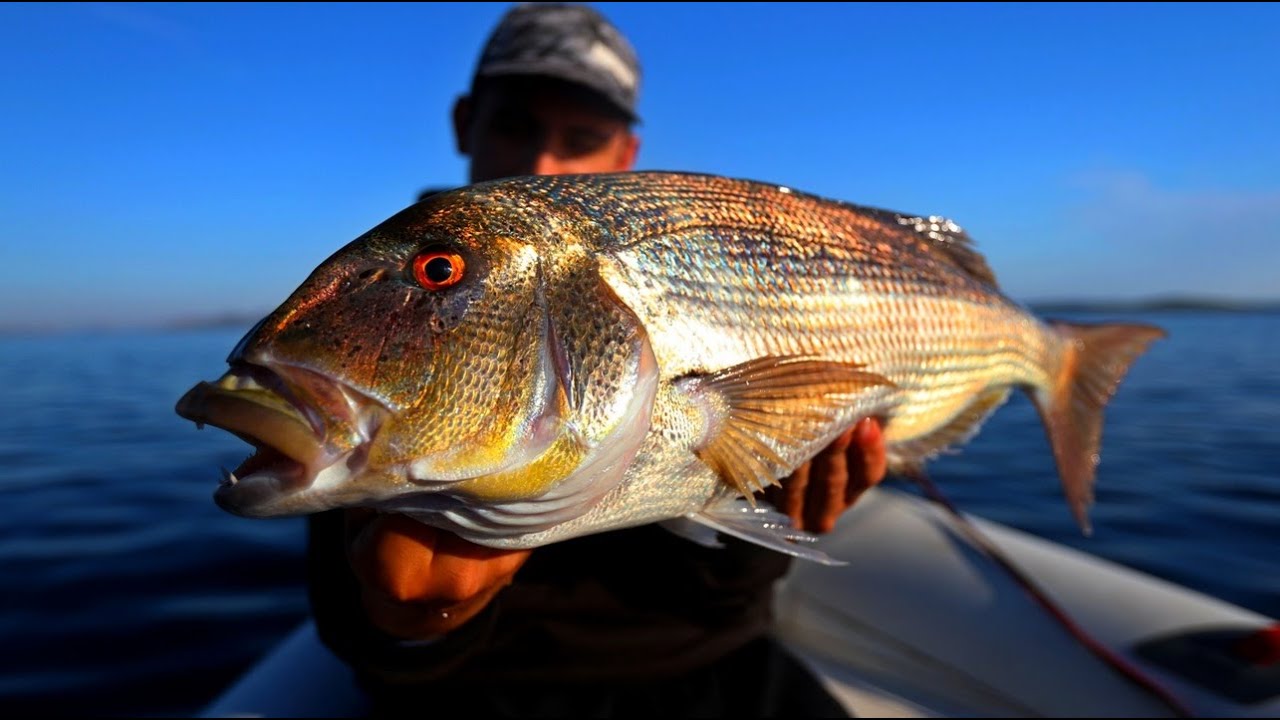 RIBOLOV LICE NA POVRŠINCE - Praktični Ribolov