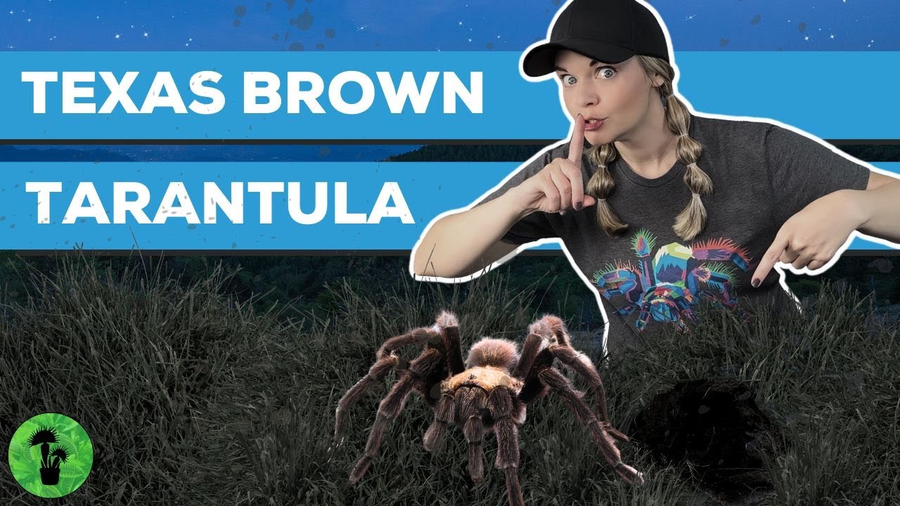 Texas Tarantula Adaptations & Habitat