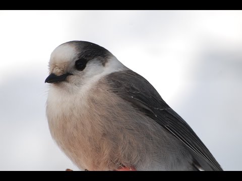 The Camp Robber aka Grey Jay – Forest Wolf Programs