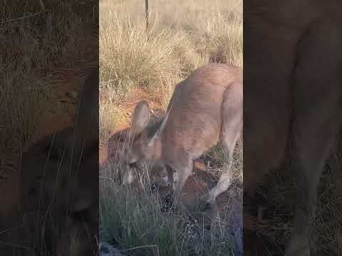 This kangaroo is wild, yet she kept coming closer and closer to me, until I could have touched her!