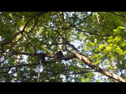 Best beach Rayavadee Krabi Thailand 2014 with monkey