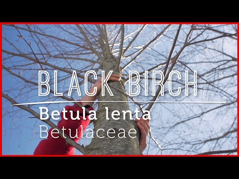 Meet BLACK BIRCH: Wild Tasty Herbal Remedy (Video Lesson)