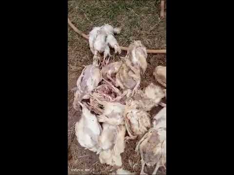 Negative effect of overstocking birds