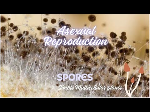 Spore Formation: A Key to Asexual Reproduction