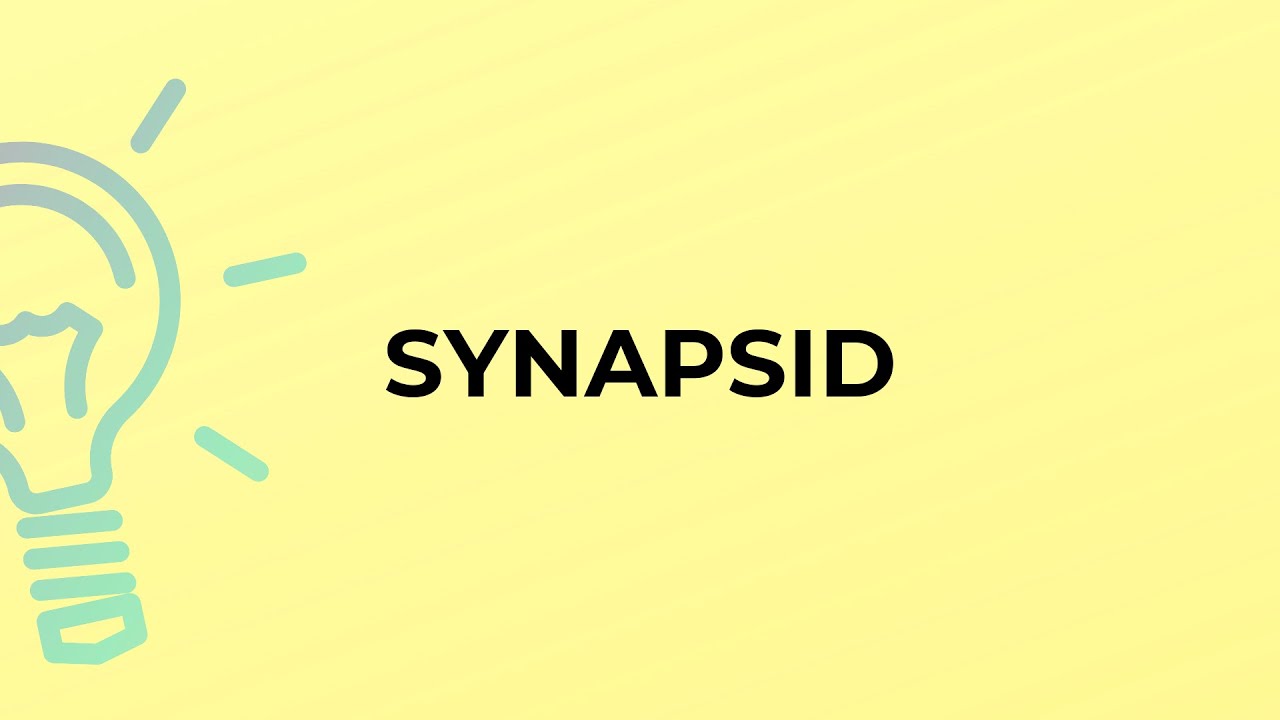 What is the meaning of the word SYNAPSID?