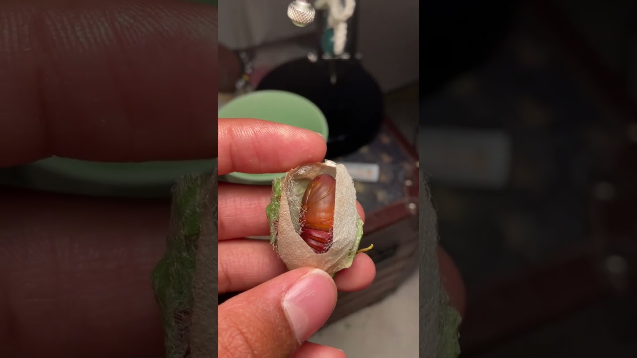 Luna moth #moths #meme #cute #viral #viralshorts #feedshorts #butterfly #feed #animals