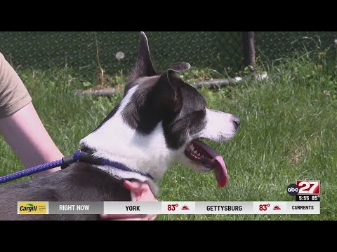 York County SPCA hosting half-price dog adoption event