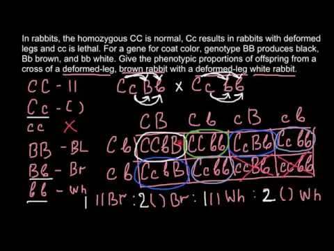 Lethal gene and dihybrid cross