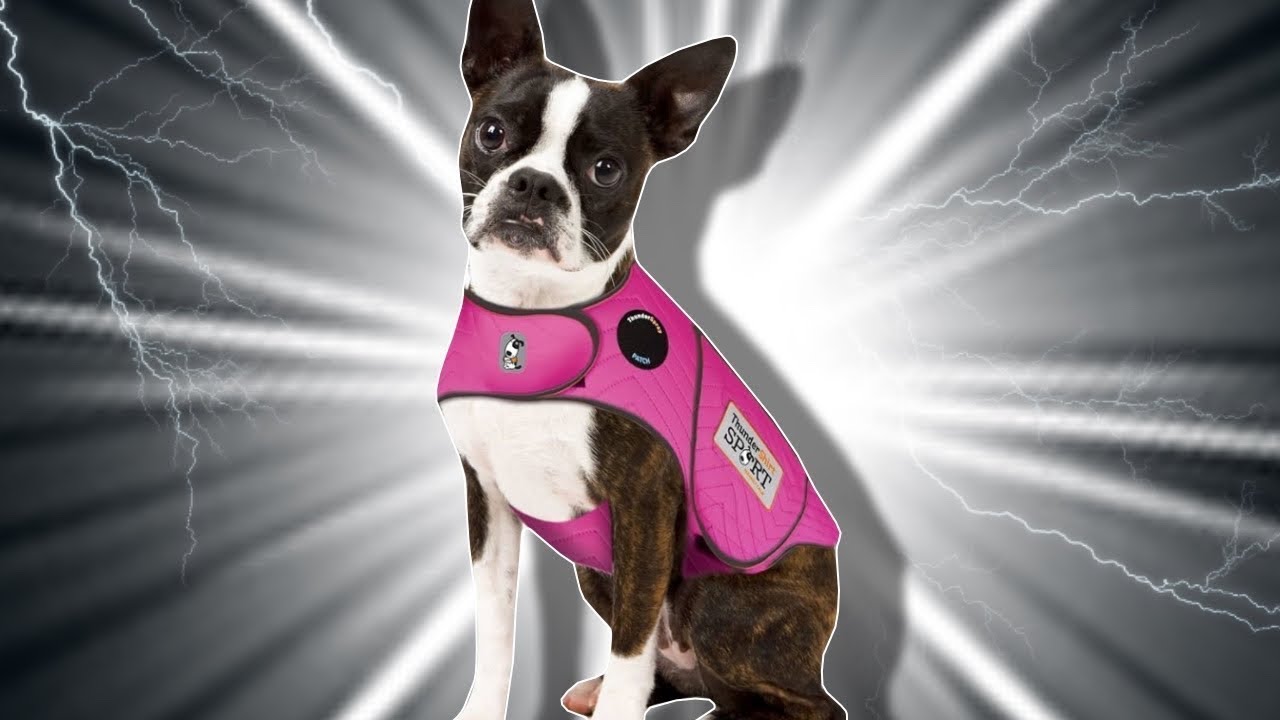 How the Thundershirt Helped My Anxious Dog
