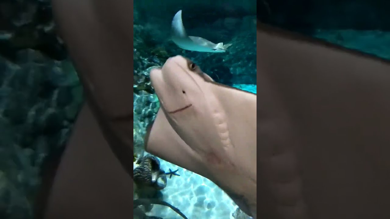 Manta Ray Can Smile | Cute Baby Fish