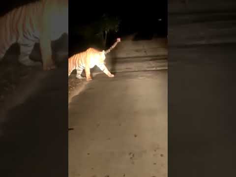 tiger #tiger #viralshort #shortsviral #ytshortsindia #viralshorts #shorts #short