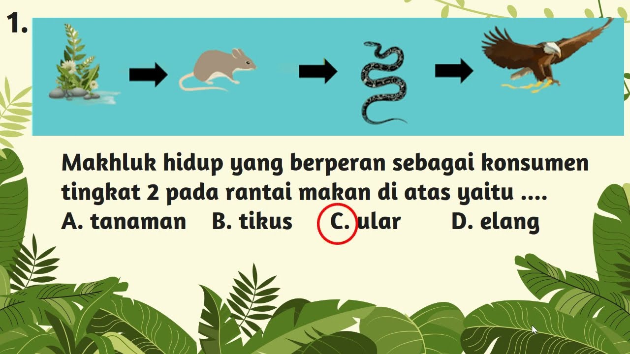 SOAL IPAS KELAS 5 BAB 2 Harmoni dalam Ekosistem