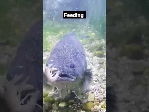 Murray Cod feeding on yabbies' #australia #fish #murraycod #animals #aquarium #feeding #shorts