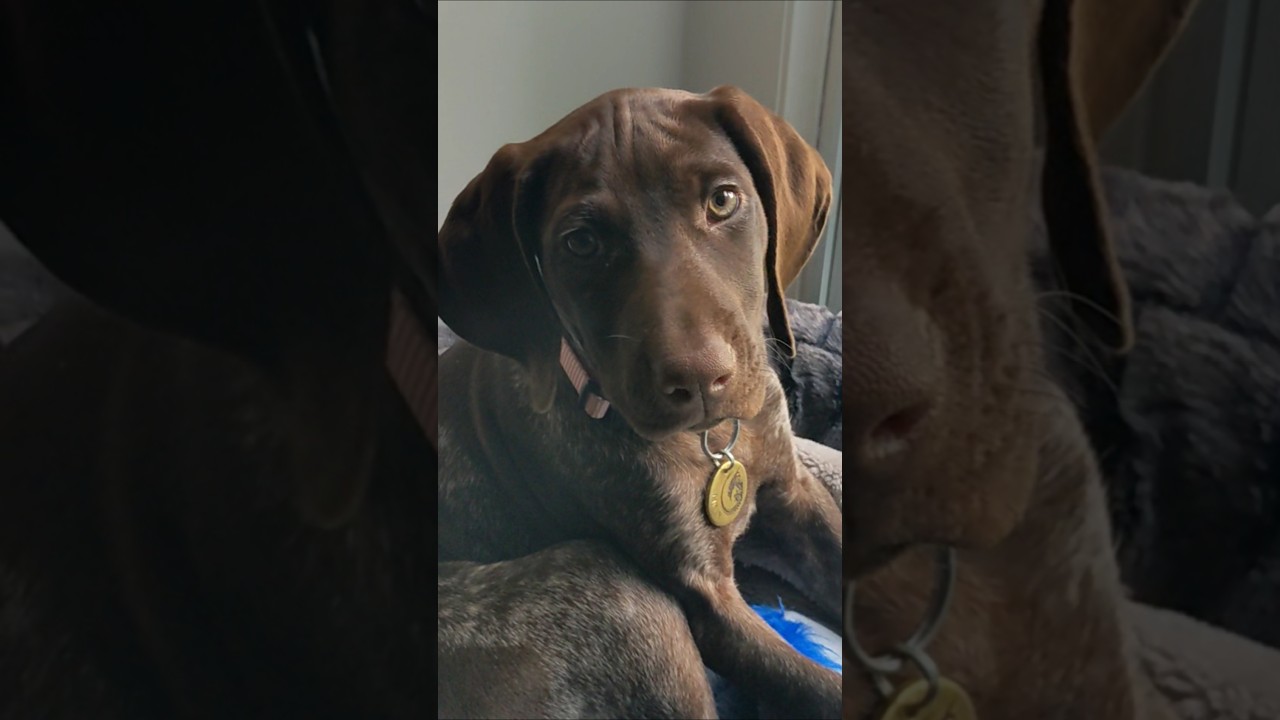 German Shorthaired Pointer Puppy- 10 Weeks Okd