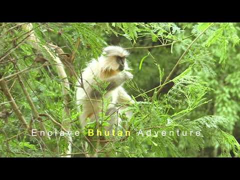 Golden Langur in bhutan
