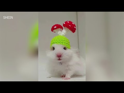 Hamster fashion EGV