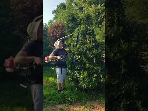 Trimming American Hollies w/ SAJE Trimmer #1