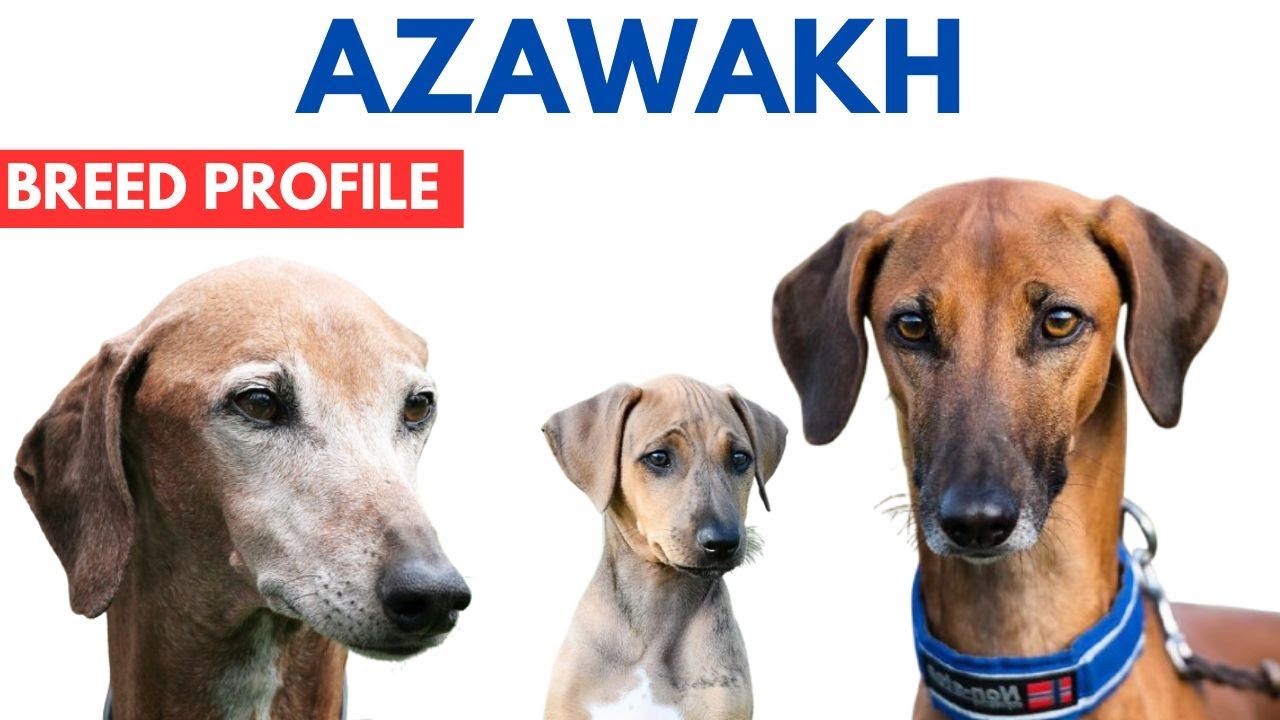 Azawakh Breed Profile History - Price - Traits - Azawakh Grooming Needs - Lifespan