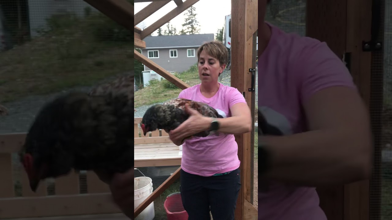 Crowing rooster. Using a no-crow collar; how to safely put one on