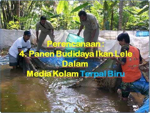 Perencanaan 4 Panen budidaya ikan lele dalam kolam terpal biru