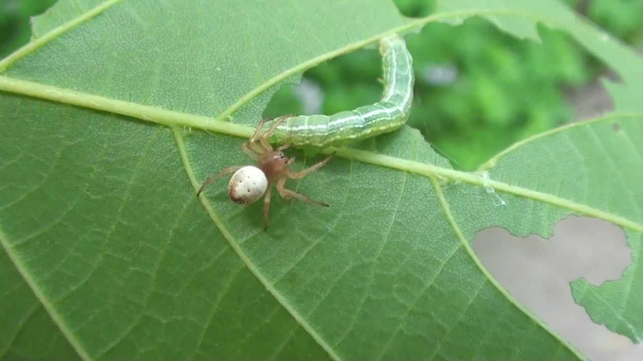 Caterpillar Thwarts Spider's Attack