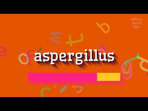 How to say "aspergillus"! (High Quality Voices)