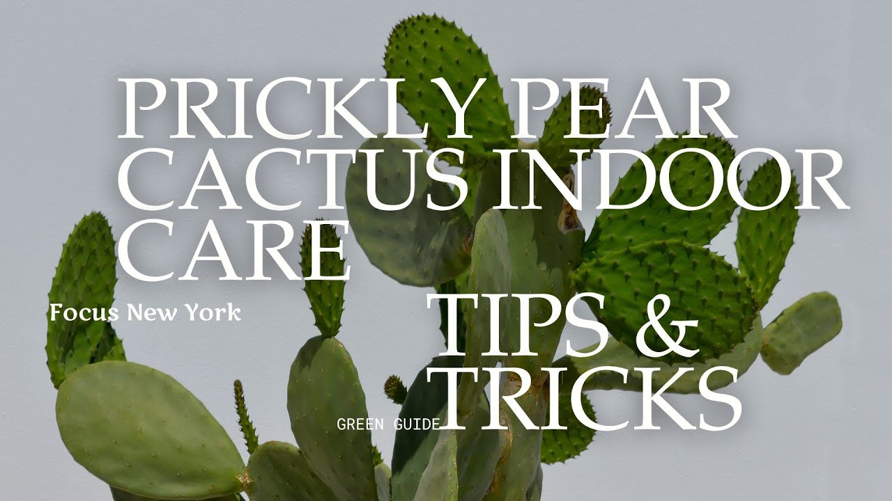 Prickly Pear Cactus Indoor Care | Lighting, Watering, Soil & Repotting Tips | Roots and Roasts