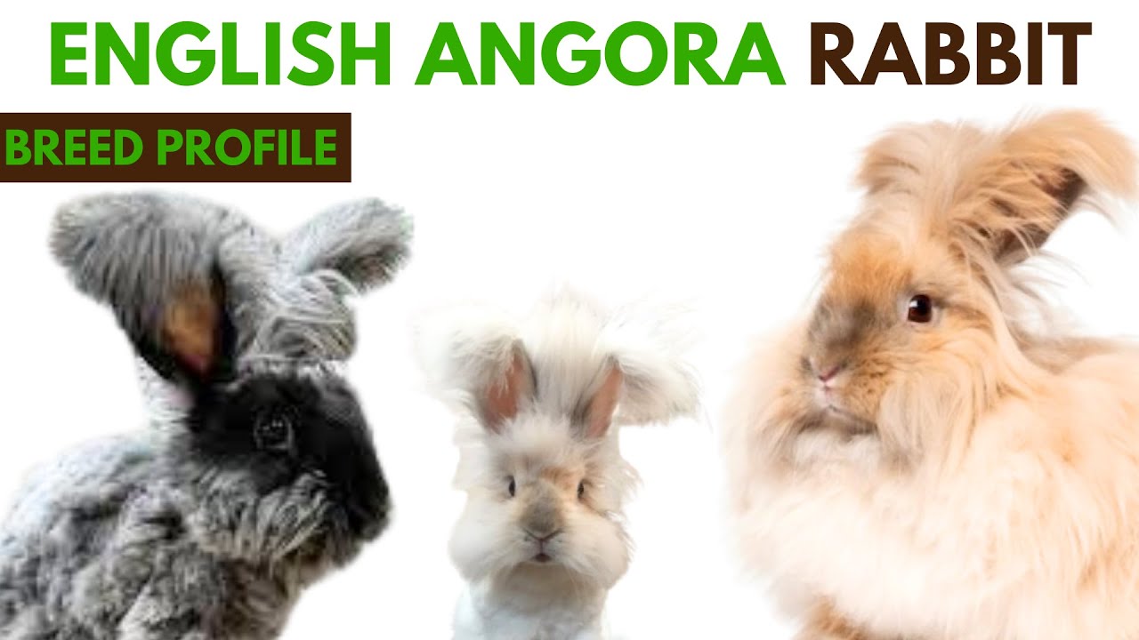 English Angora Breed Profile History - Traits - Price - English Angora Grooming Needs - Lifespan
