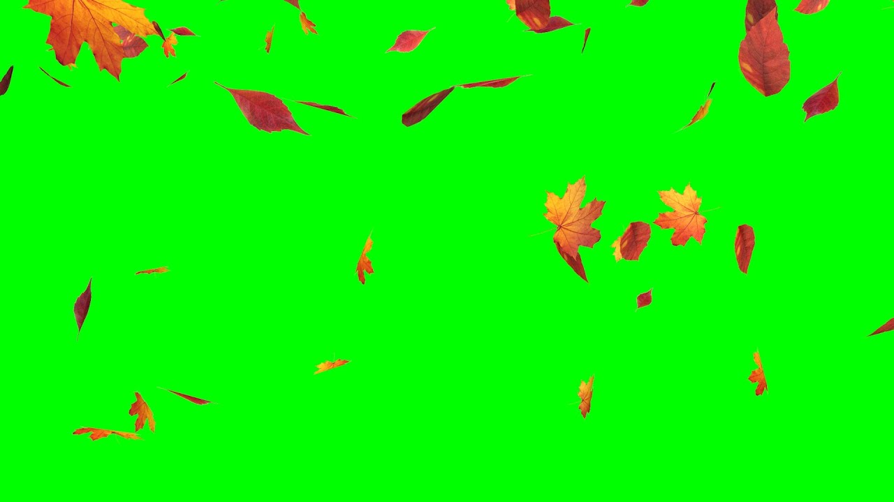 Green screen falling leaves effect Free download Autumn footage