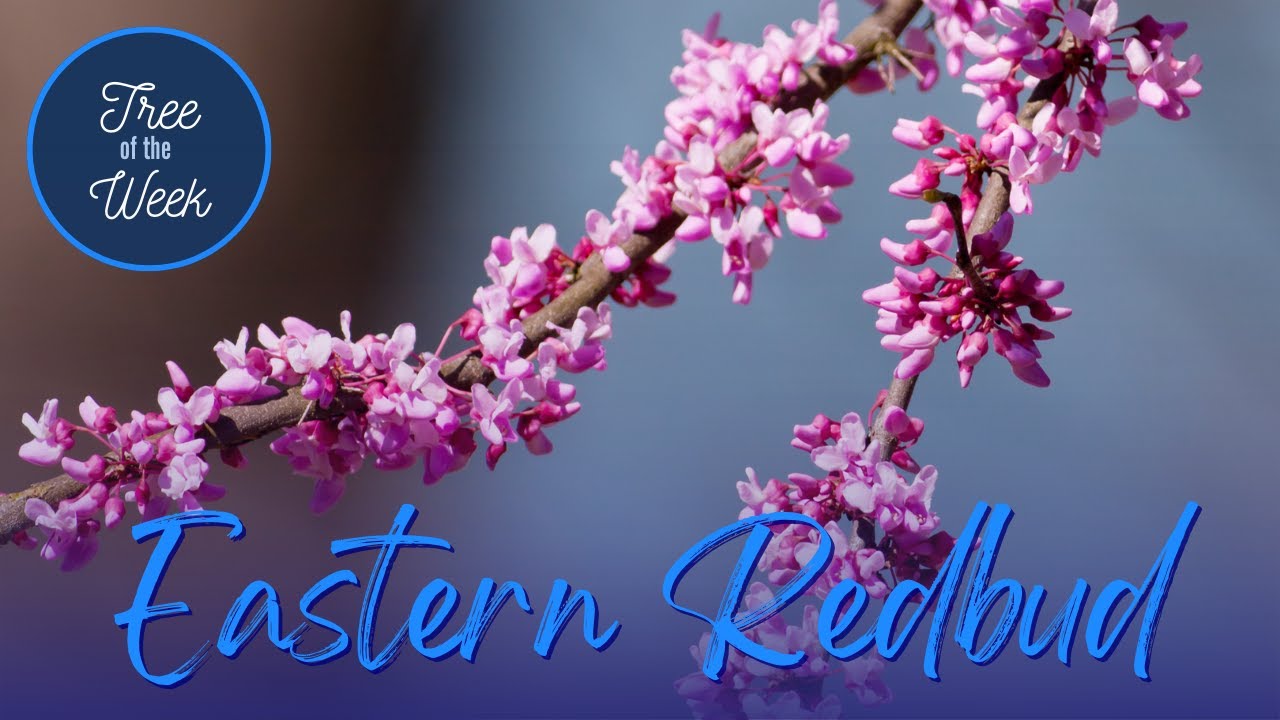 Tree of the Week: Eastern Redbud