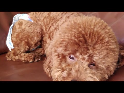 Choco is now a lady my dismenoria kaya tahimik☺