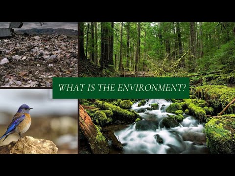 What is the environment? Definition and examples