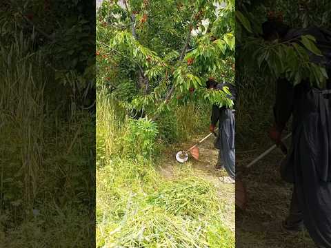 Grass Cutting Machine In Action | #viral 🔥 #cuttinggrass