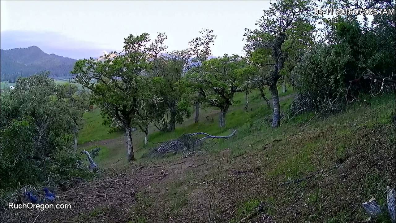 Ruch, Oregon Footage