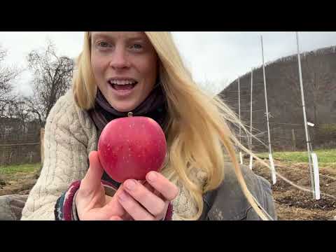 Why We Love Enterprise Apples