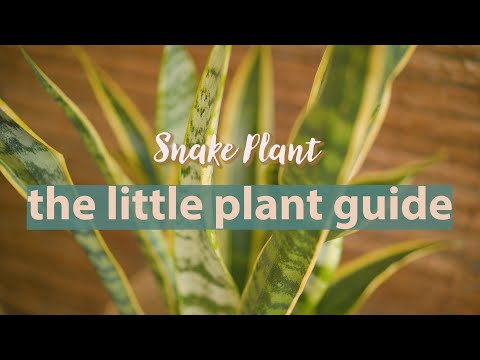 Snake Plant Guide | Dracaena Trifasciata #plantcare #snakeplant