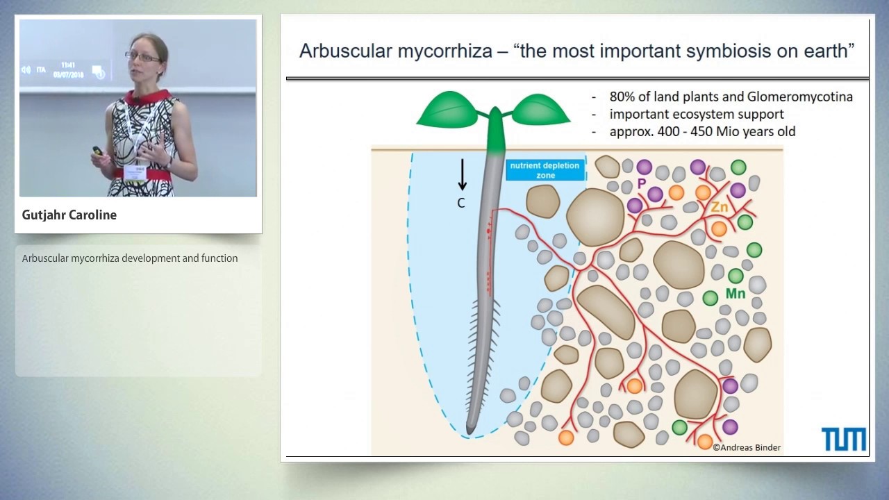 Arbuscular mycorrhiza development and function