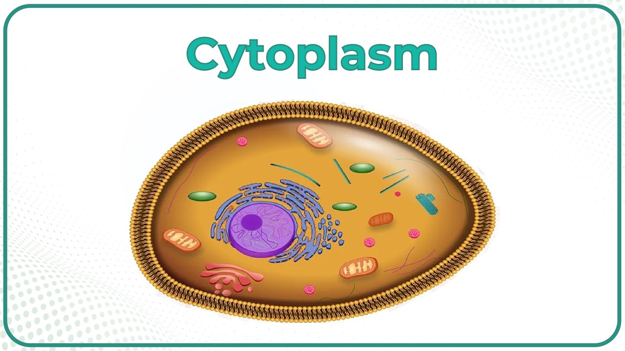 Cytoplasm : Cell Physiology Animations